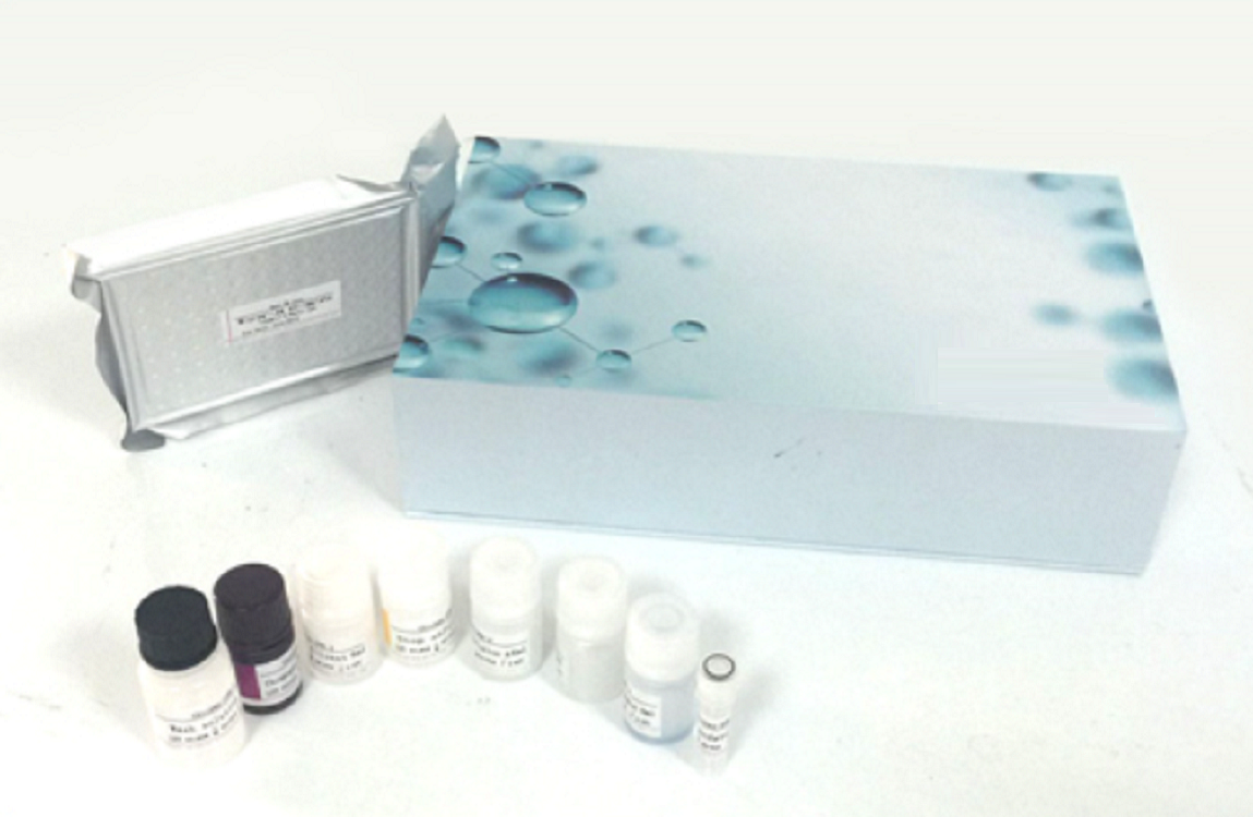 型号:JM-03156H1库号：M345857 科研产品 人血管生成素1(ANG-1)ELISA试剂盒 - 仪器交易网